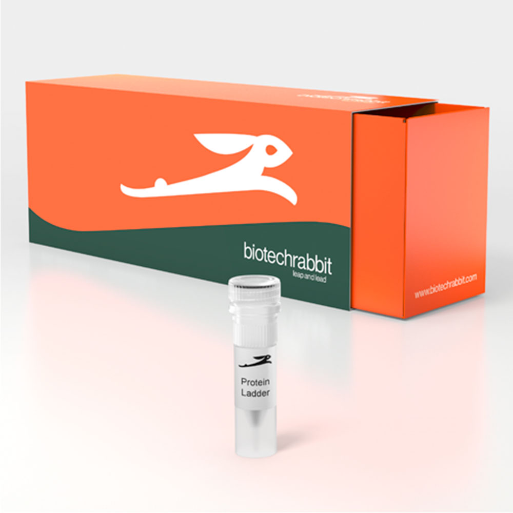 TriColor Broad Protein Ladder 3.5-245 kDa (100 minigel lanes ...