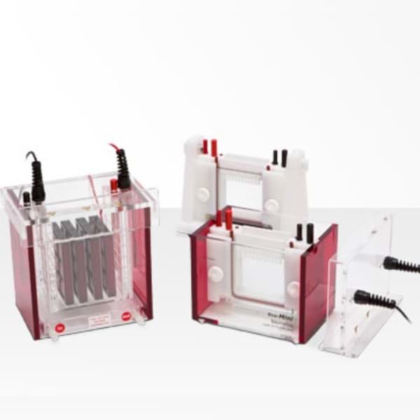 SDS-PAGE | Westburg Life Sciences